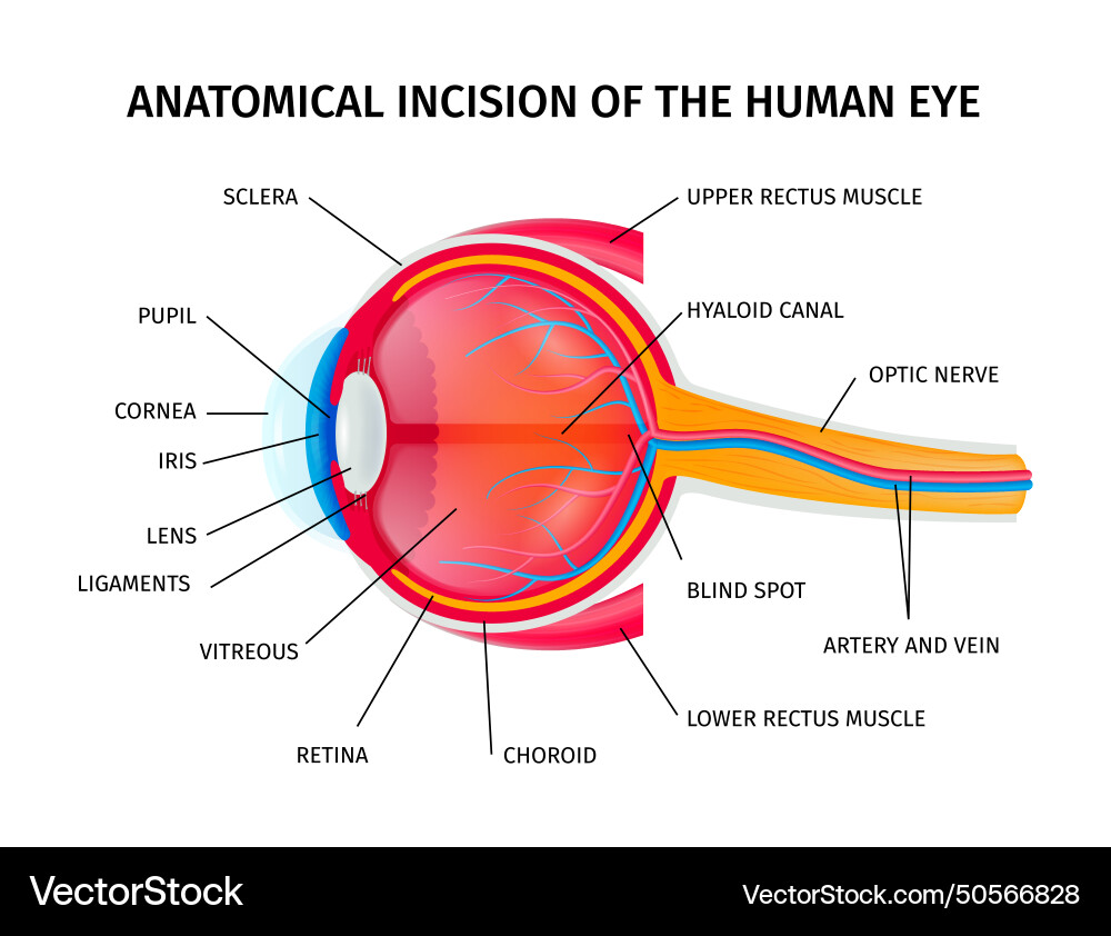 Human eyeball anatomy incision Royalty Free Vector Image