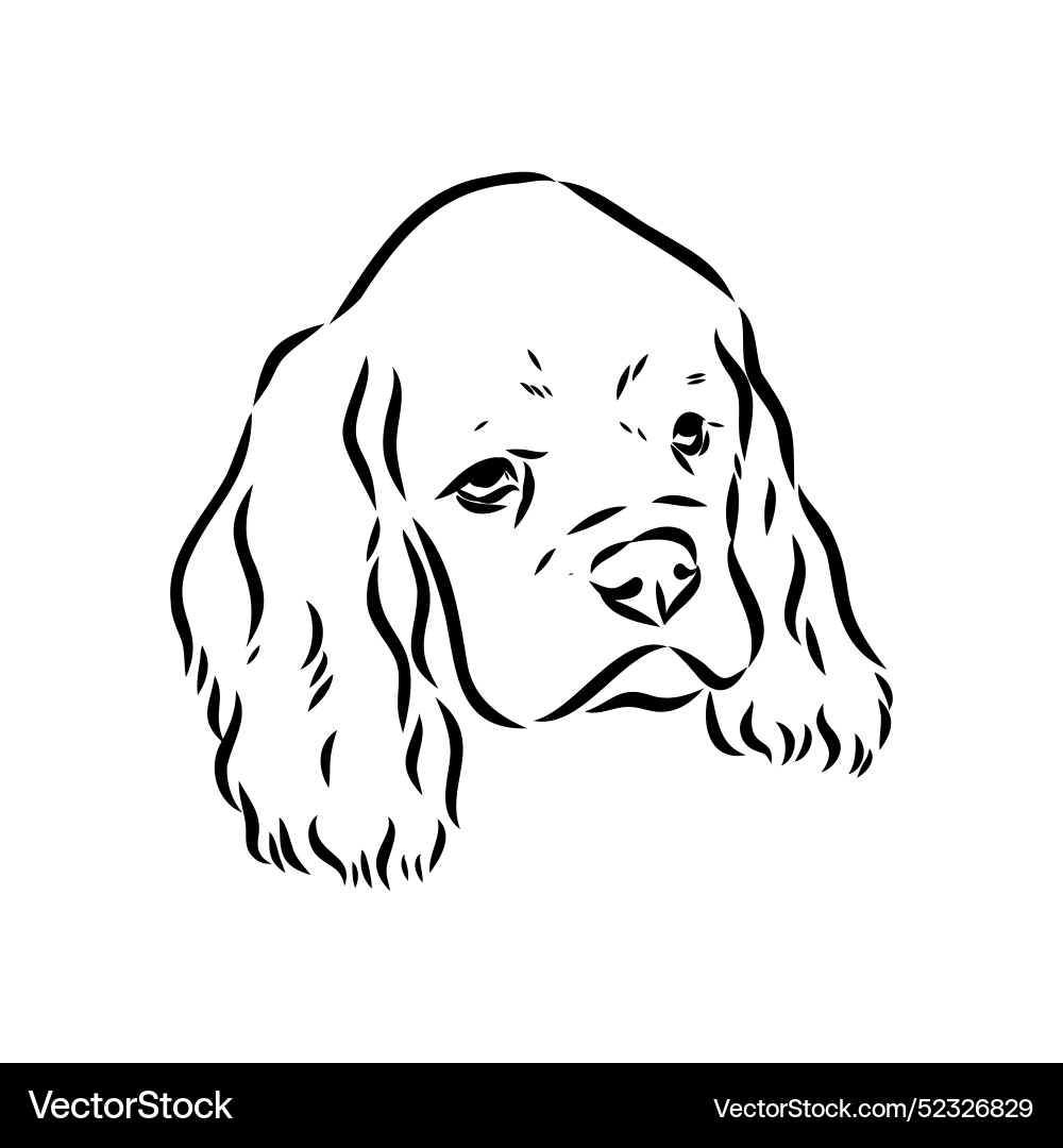 An american cocker spaniel isolated on a white – Royalty-Free Vector ...