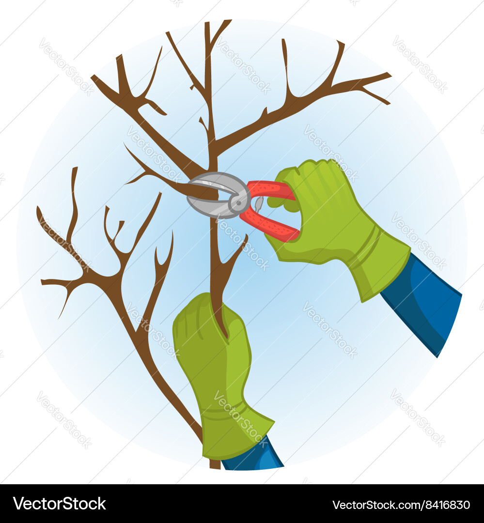 Hands trimming a tree with garden clippers Vector Image