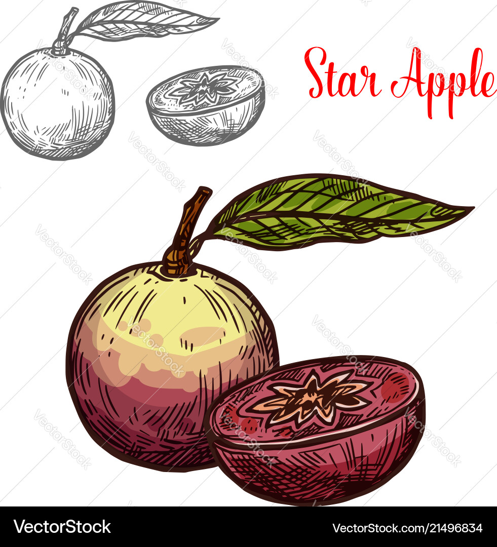 Star apple or cainito tropical fruit sketch Vector Image
