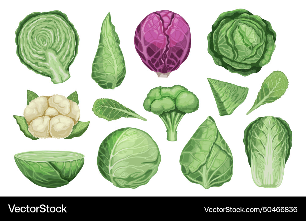 Cartoon different cabbage fresh organic vegetable Vector Image