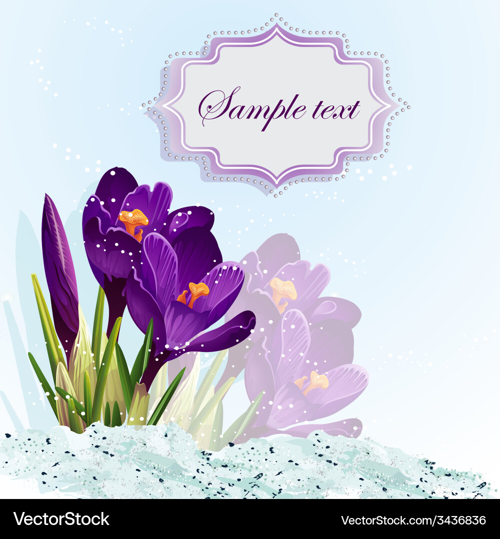 Romantic background with crocuses Royalty Free Vector Image