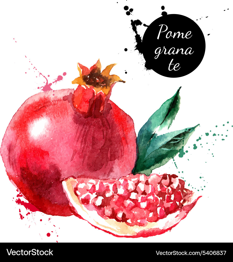 Hand drawn watercolor painting pomegranate Vector Image