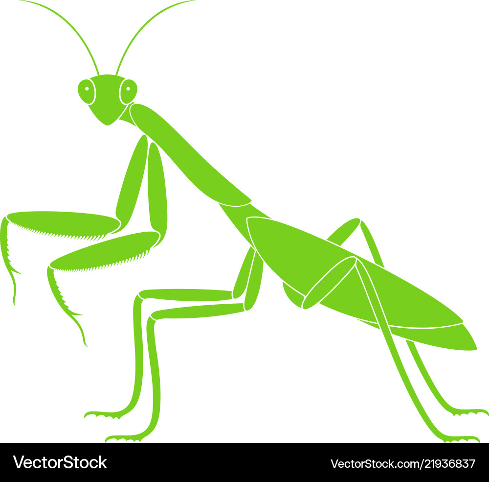 Praying mantis Royalty Free Vector Image - VectorStock