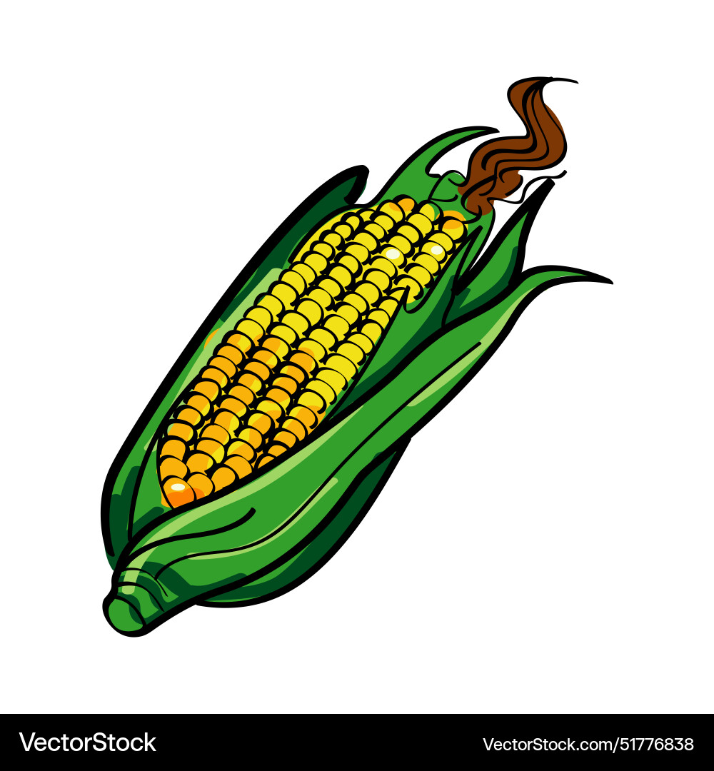 Corn with green leaves Royalty Free Vector Image