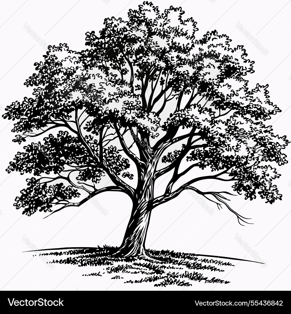 Vintage maple tree line art Royalty Free Vector Image