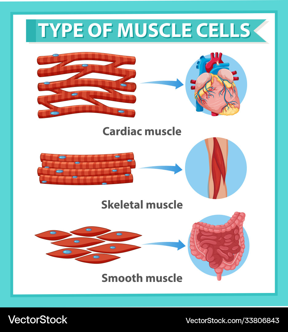 Information poster muscle cells Royalty Free Vector Image