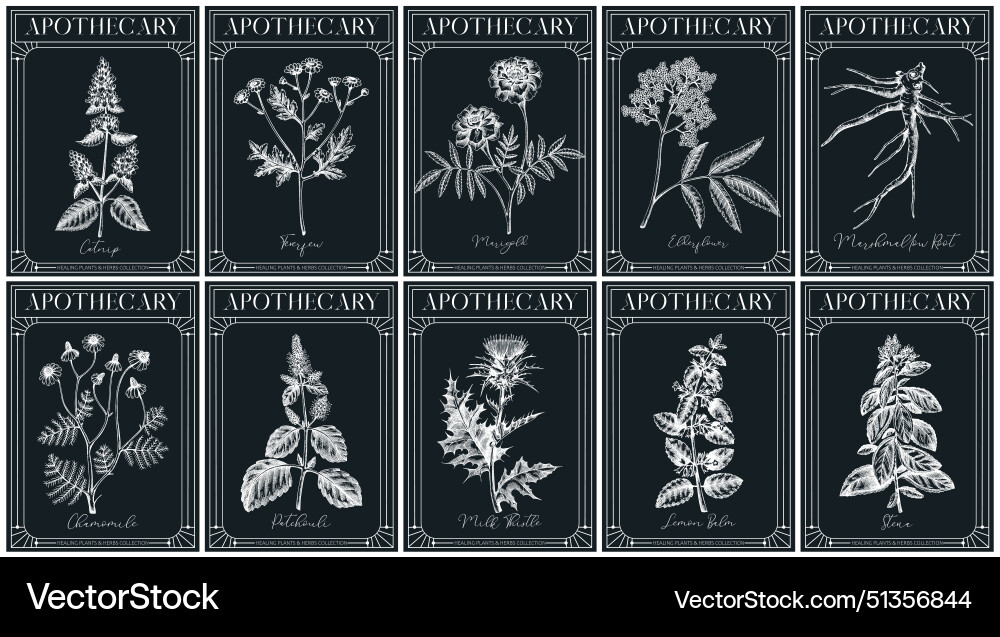 Apothecary labels set healing plants Royalty Free Vector