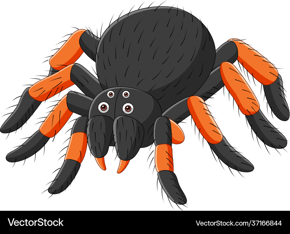 Cartoon Tarantula Spider Royalty Free Vector Image