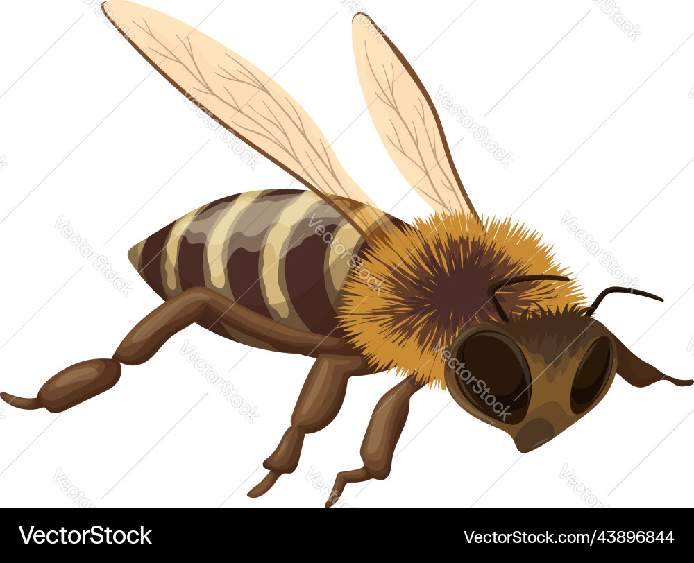 Honey bee flying from hive side view isolated Vector Image