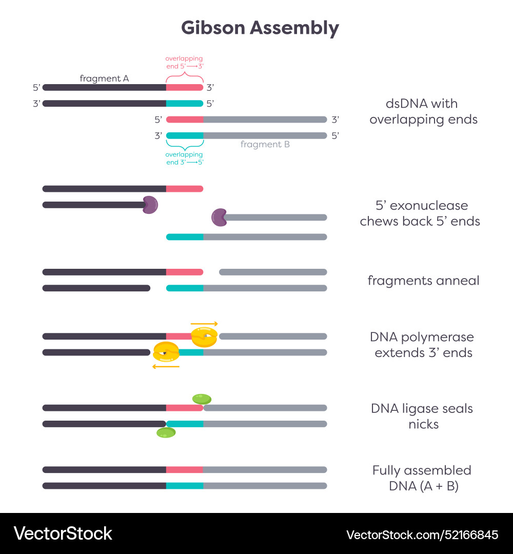Gibson assembly Royalty Free Vector Image - VectorStock