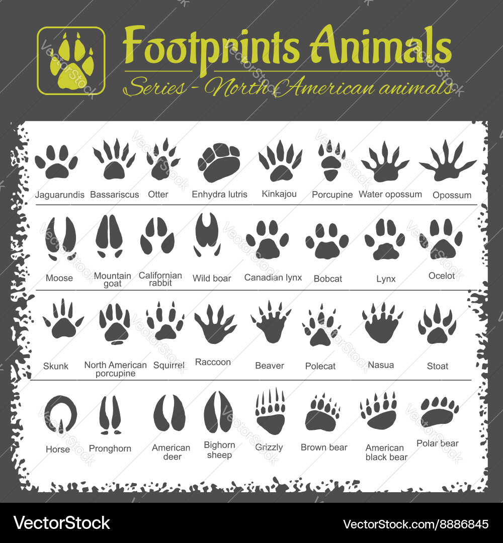 North American Animal Tracks Royalty Free Vector Image