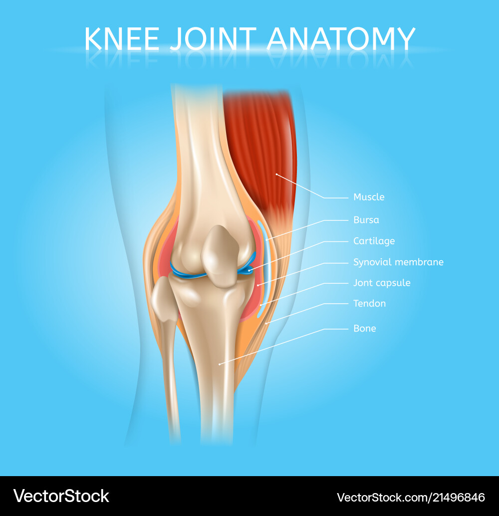 Human Knee Joint Anatomy Royalty Free Vector Image