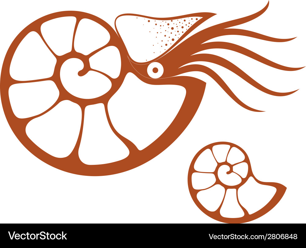 Chambered Nautilus Shell Royalty Free Vector Image