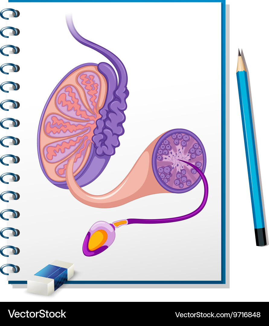 Male reproductive diagram on paper Royalty Free Vector Image