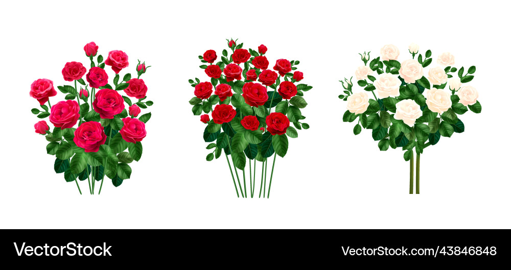 Rose bushes realistic set – Royalty-Free Vector | VectorStock