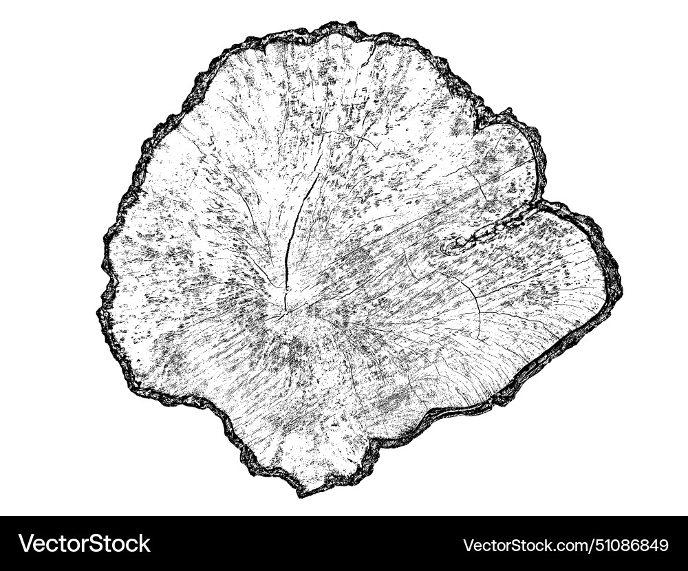 Wood texture cross section of tree rings Vector Image