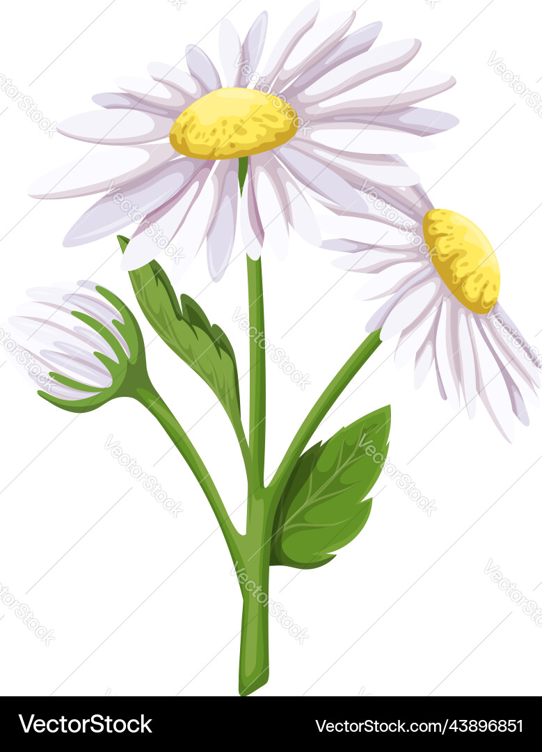 White daisy flowers isolated spring and summer Vector Image