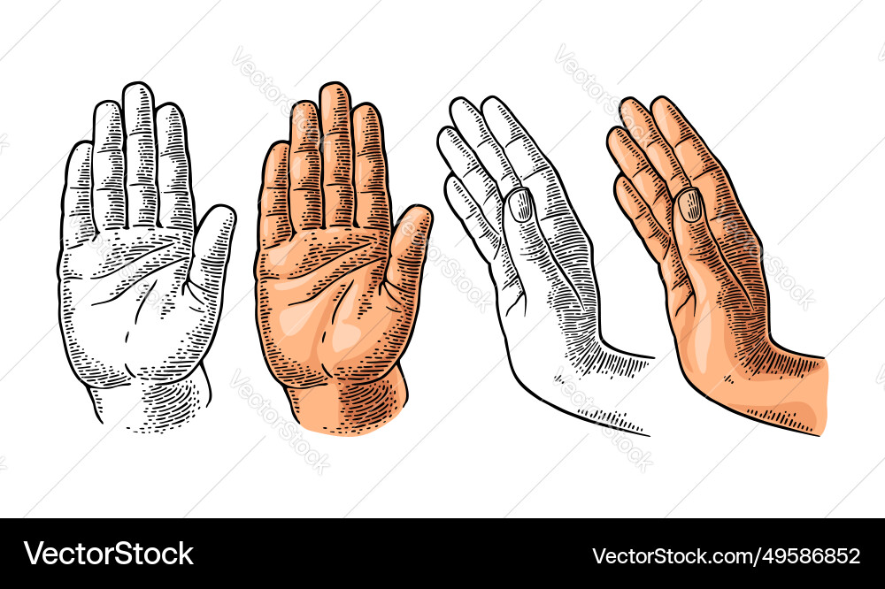 Hand showing stop gesture front and side view Vector Image Hand showing stop gesture front and side view Vector Image