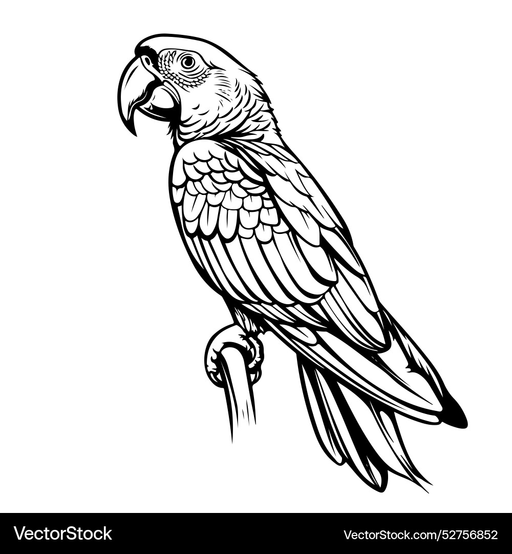 Parrot sitting sketch Royalty Free Vector Image