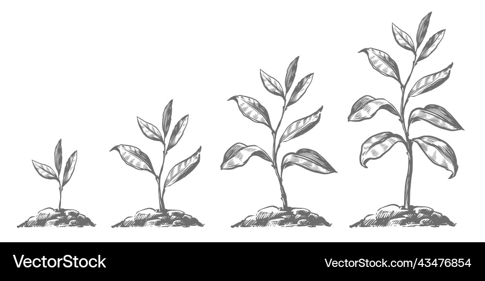 Gradual tree growth in the ground stages Vector Image