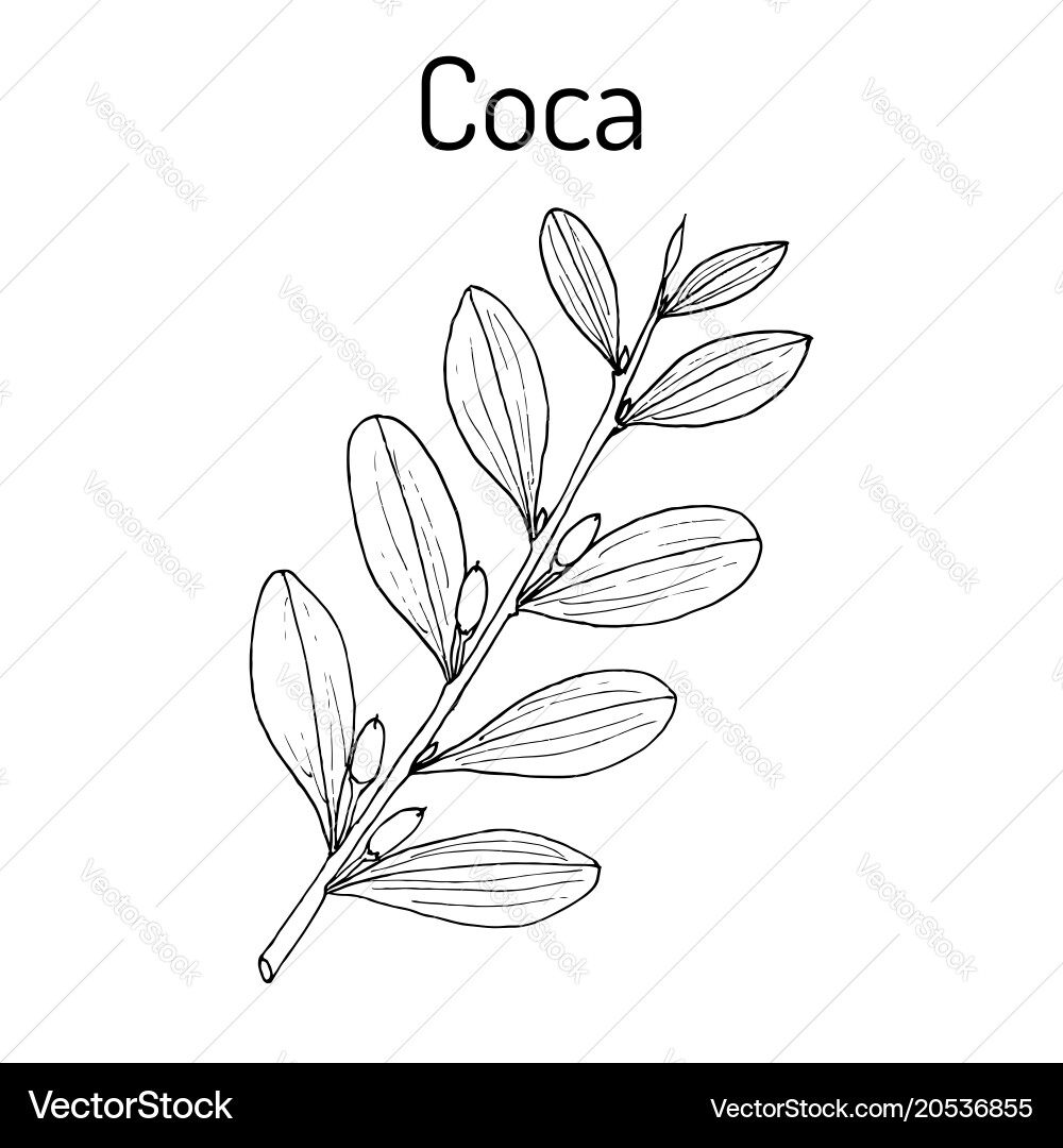 Erythroxylum Coca Plant Royalty Free Vector Image