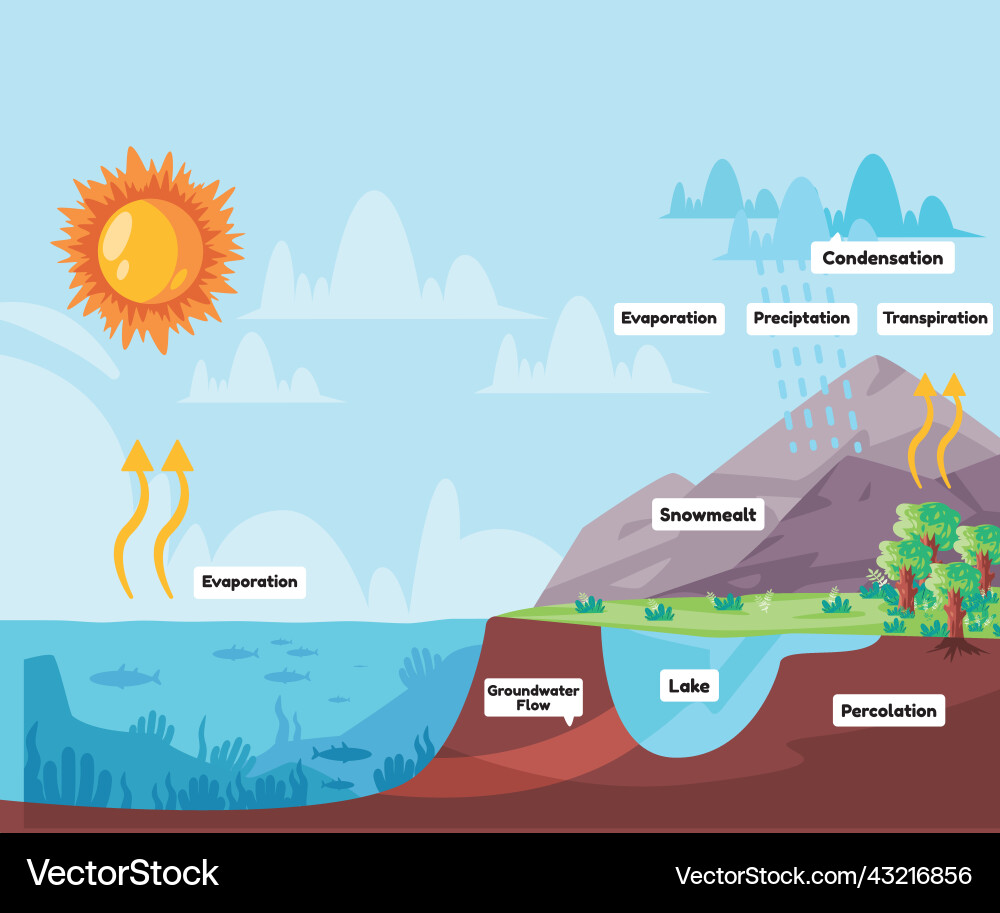 Water cycle process evaporates to atmosphere Vector Image