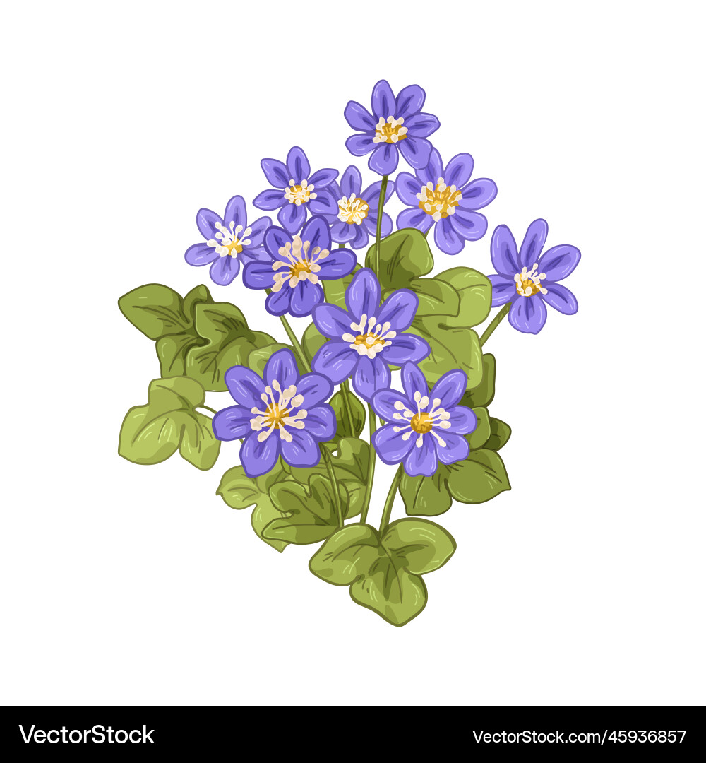 Hepatica flower vintage botanical drawing Vector Image