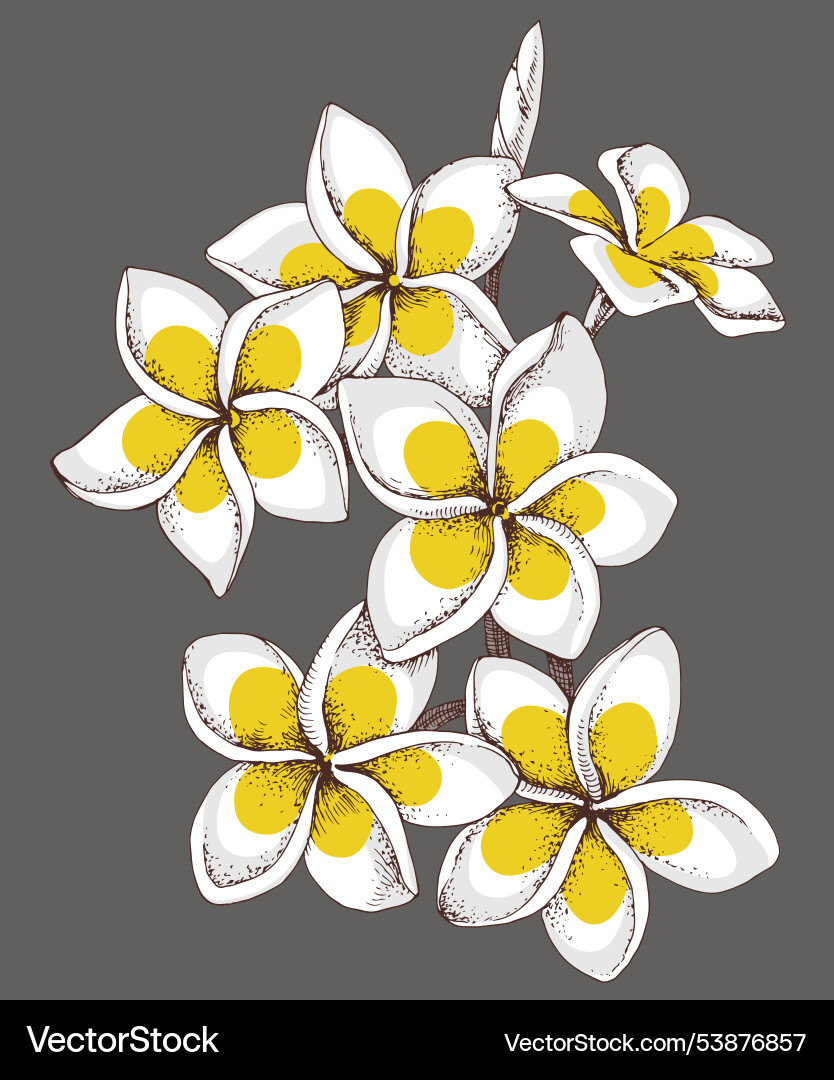 Plumeria flowers bunch hand drawn Royalty Free Vector Image