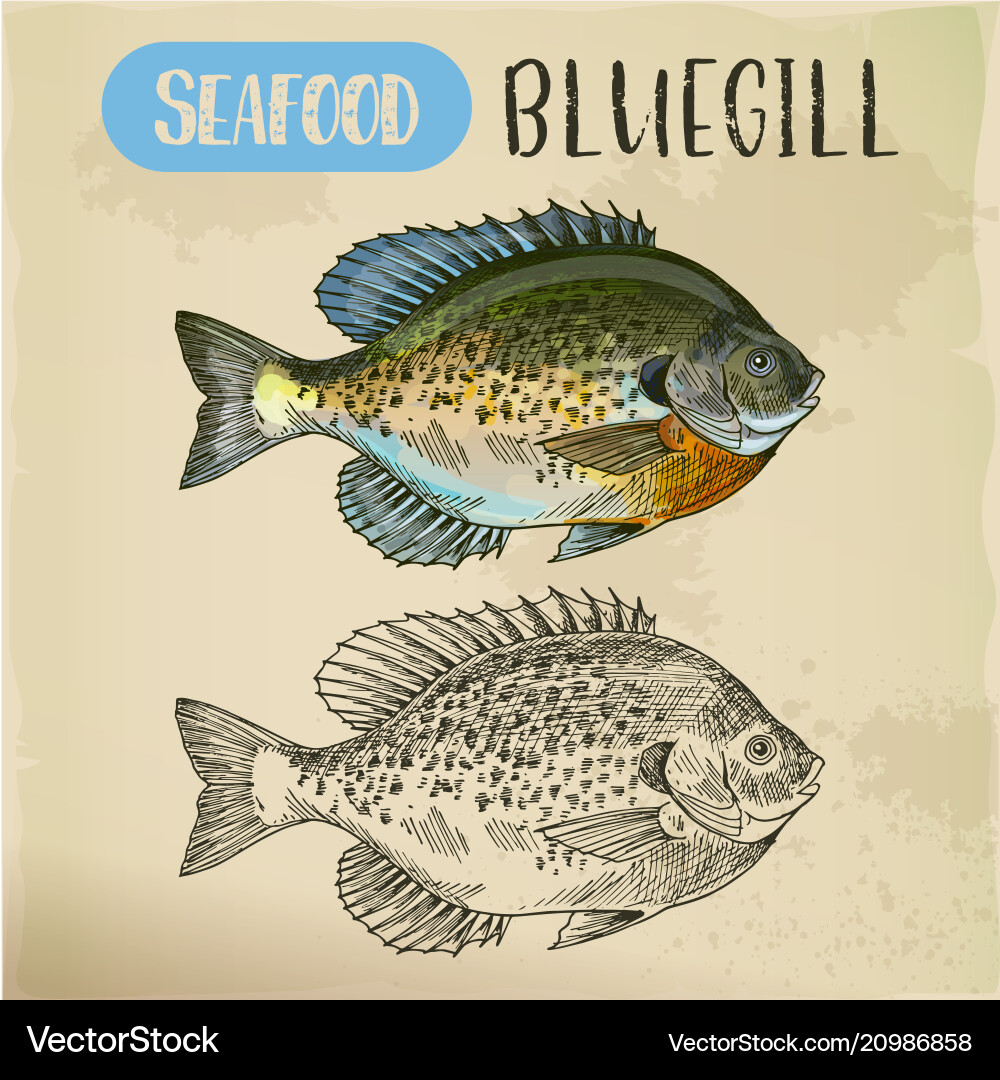 Bluegill sketch or hand drawn seafood Royalty Free Vector