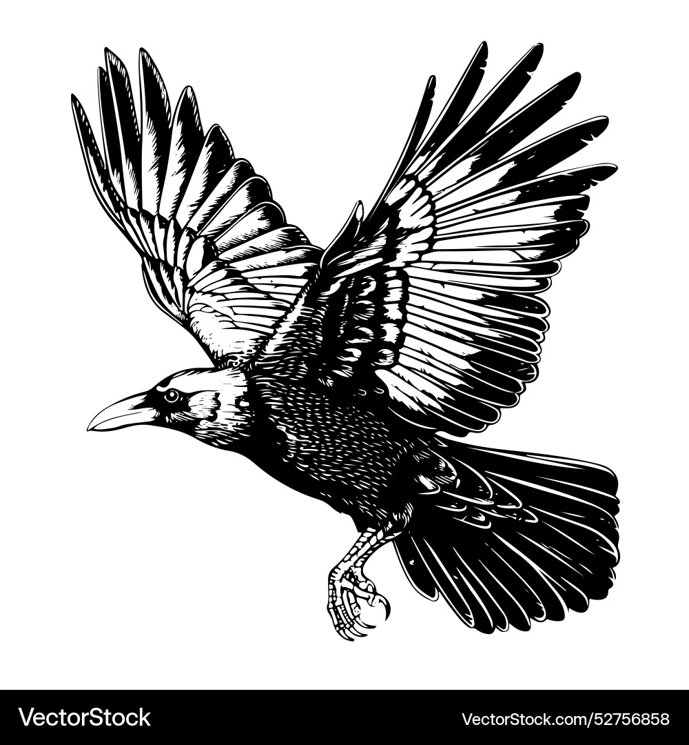 Detailed Crow Drawing Royalty Free Vector Image