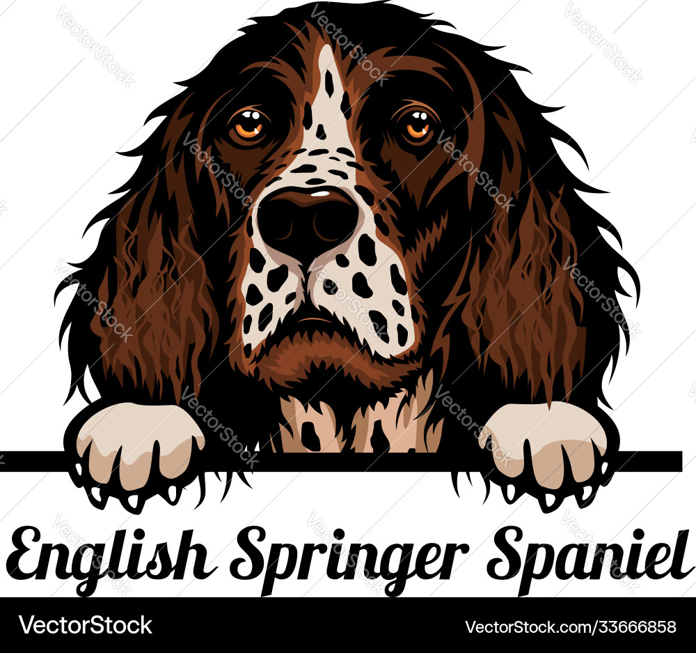 English Springer Spaniel Head Portrait Royalty Free Vector