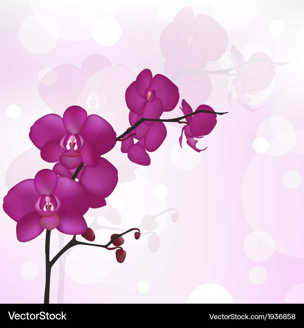 Purple orchid Royalty Free Vector Image - VectorStock