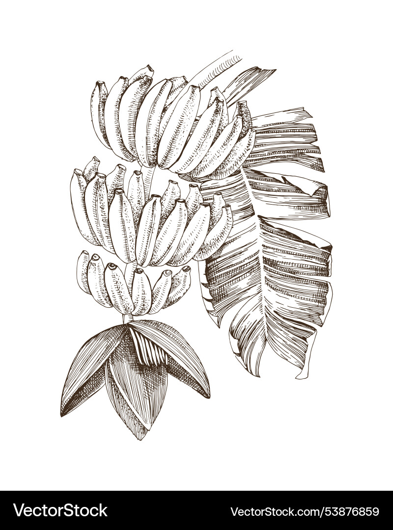 Bananas bunch on a tree branch with flower Vector Image