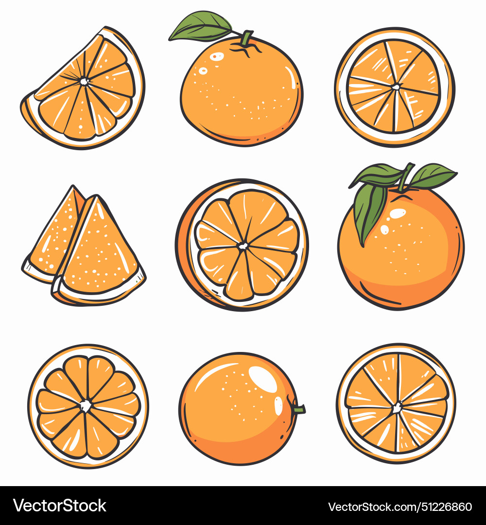 Collection orange fruit various cuts Royalty Free Vector