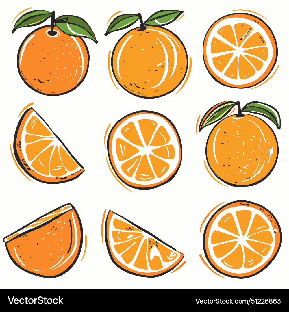 Handdrawn orange fruit various Royalty Free Vector Image