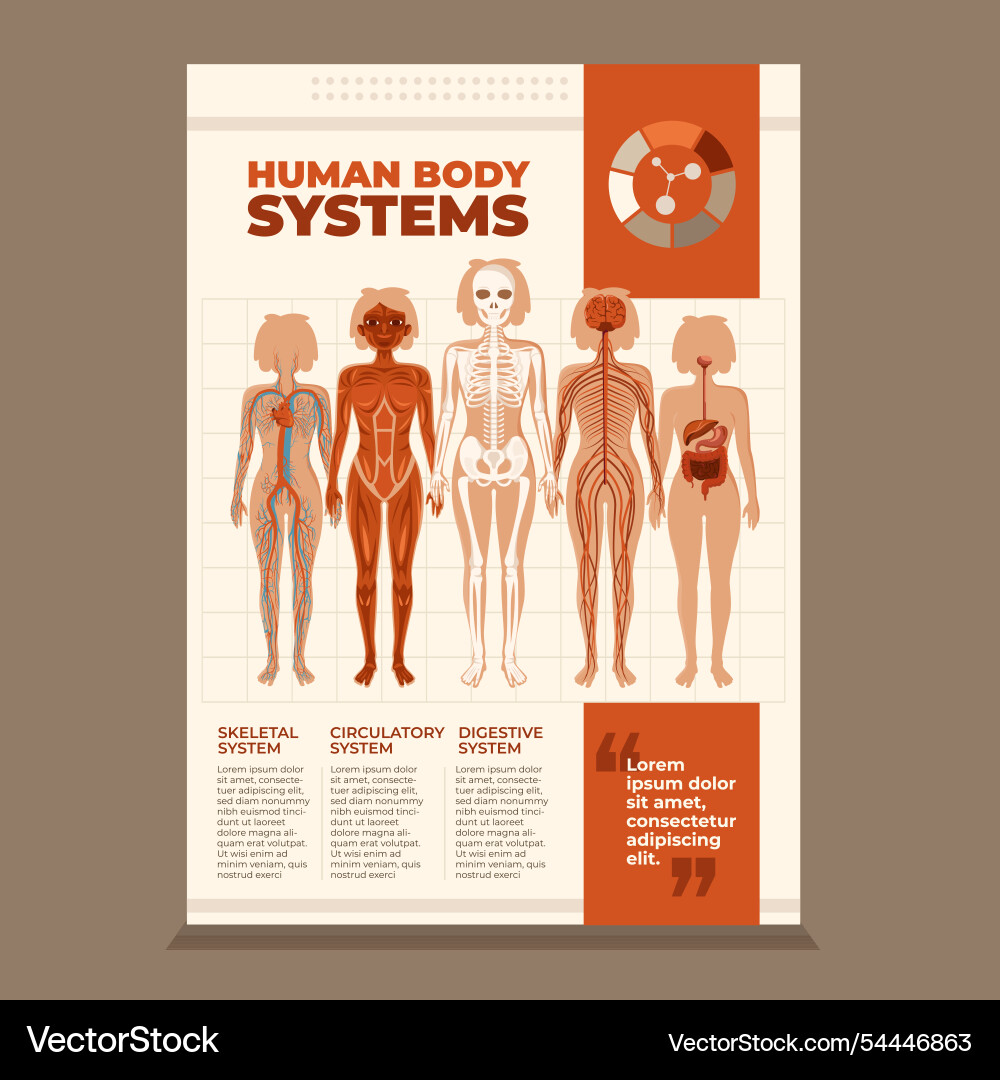 Human body systems Royalty Free Vector Image - VectorStock