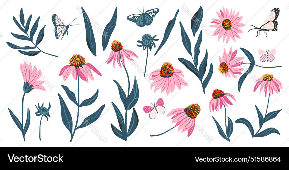 Coneflower set isolated on white background Vector Image