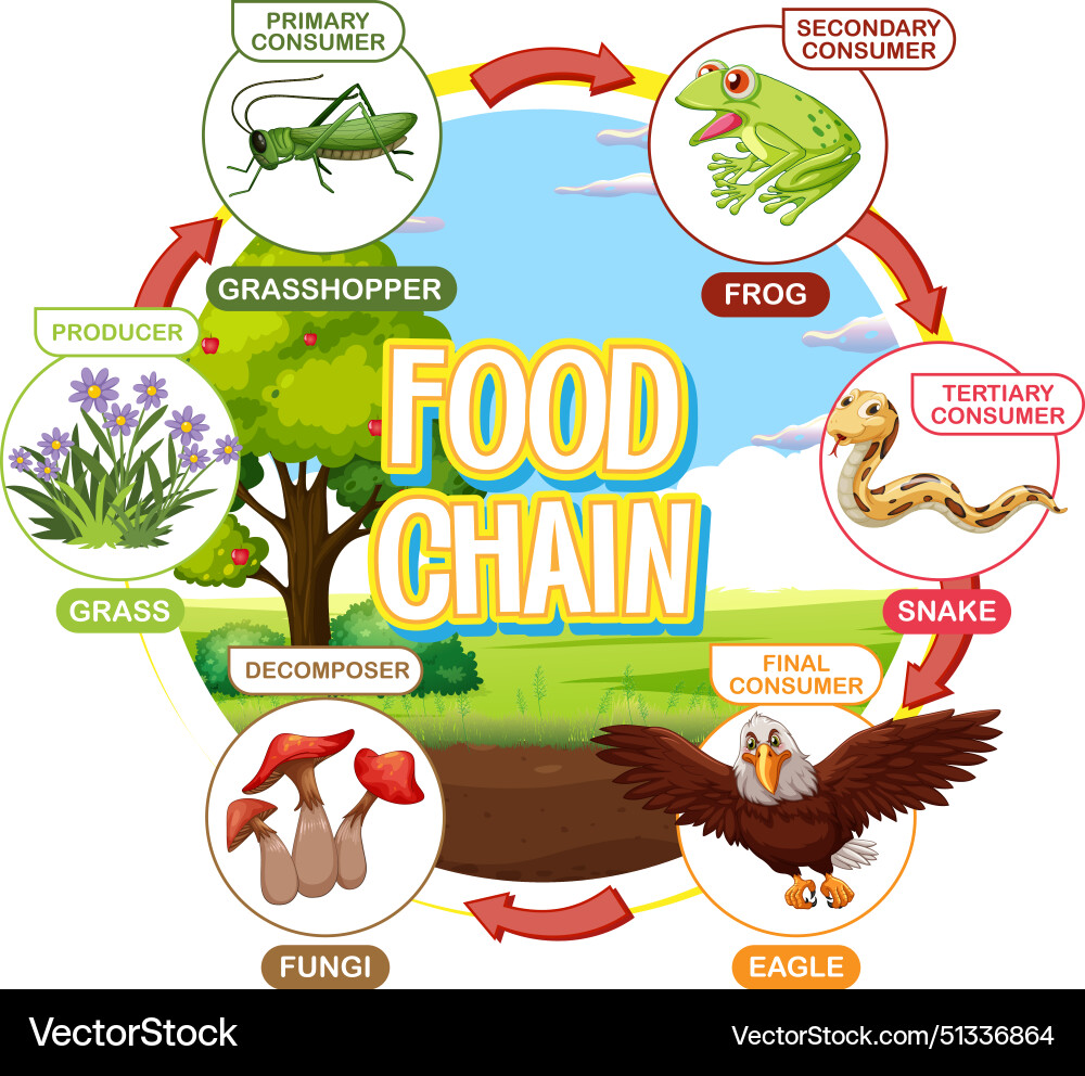 Consumers Food Chain