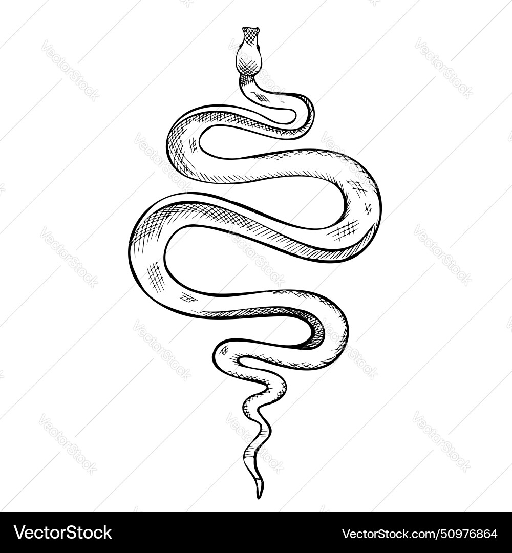 Snake etched drawing Royalty Free Vector Image