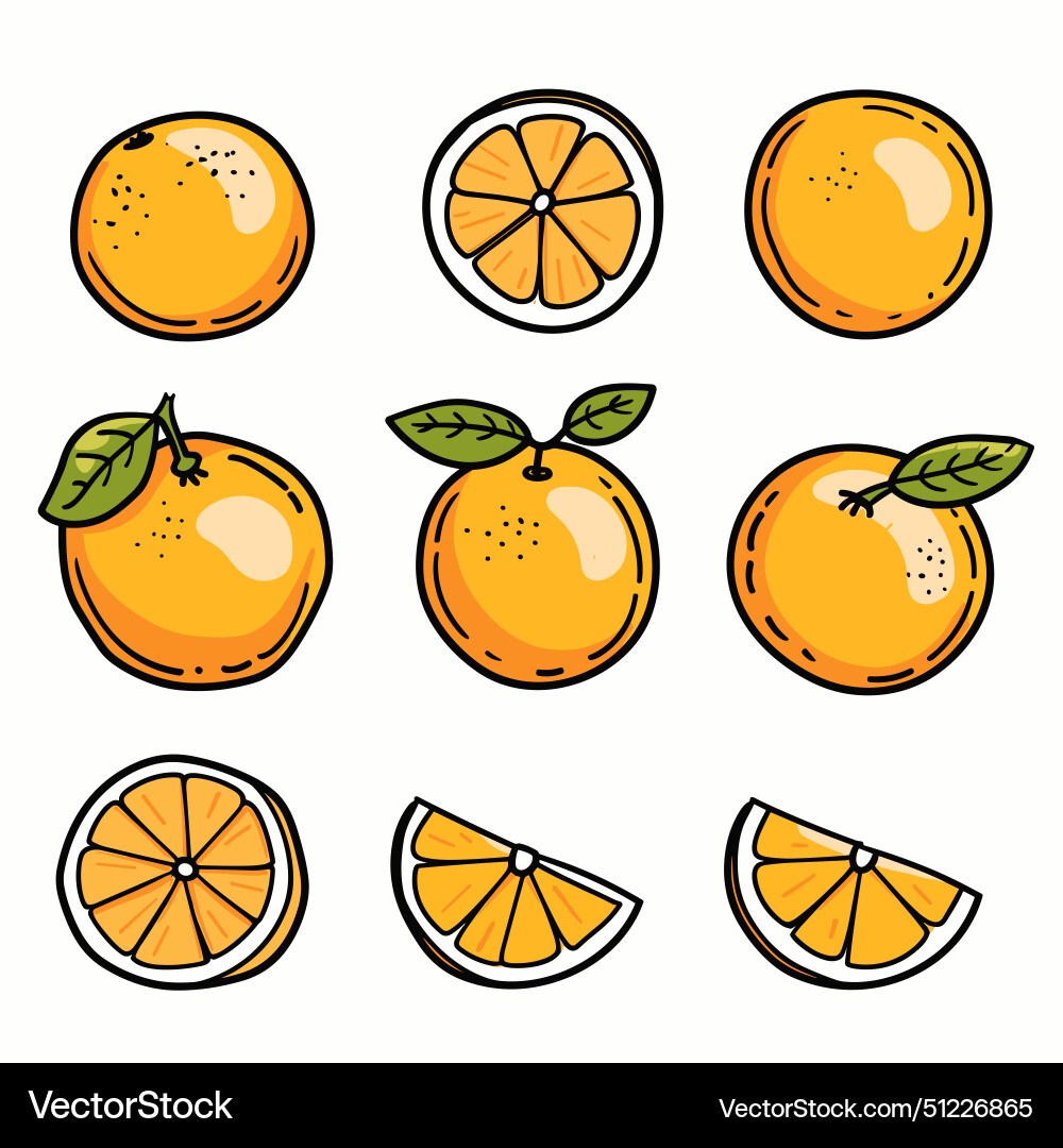 Bright oranges including whole Royalty Free Vector Image