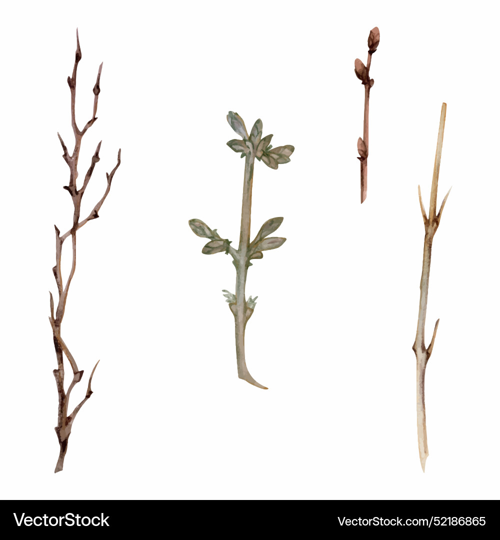 Hand drawn watercolor shabby botanical tree bush Vector Image