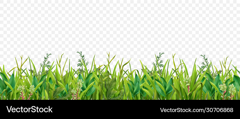 Realistic Green Grass Border Royalty Free Vector Image