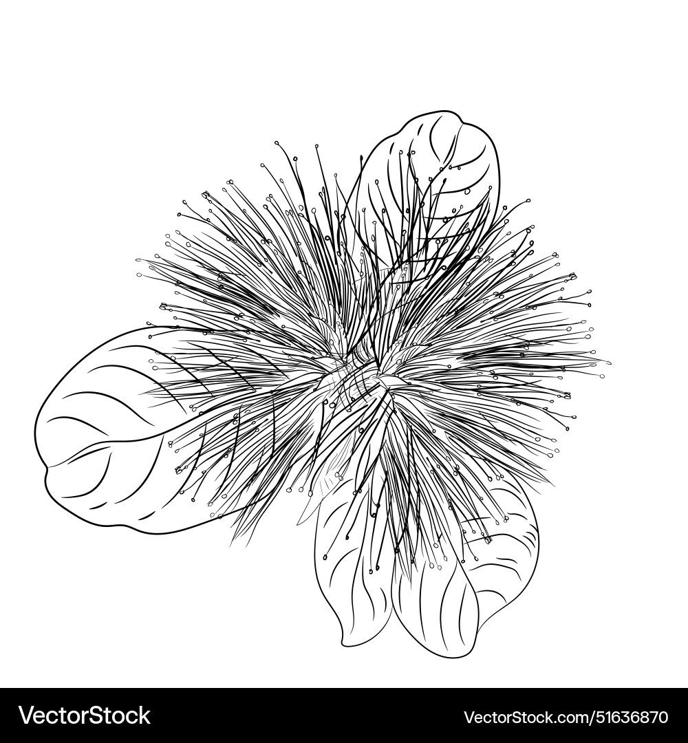 Hand drawing botanical drawing Royalty Free Vector Image