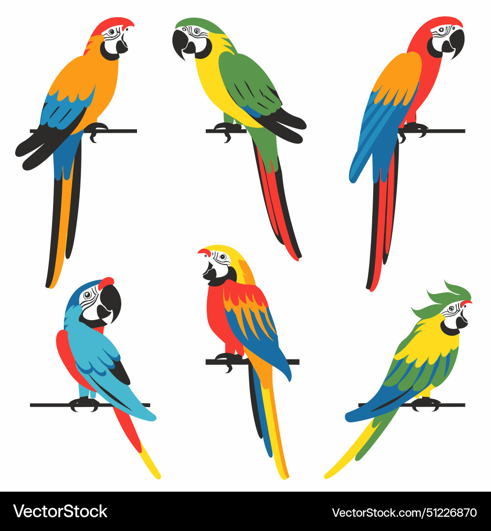 Six colorful parrot featuring Royalty Free Vector Image