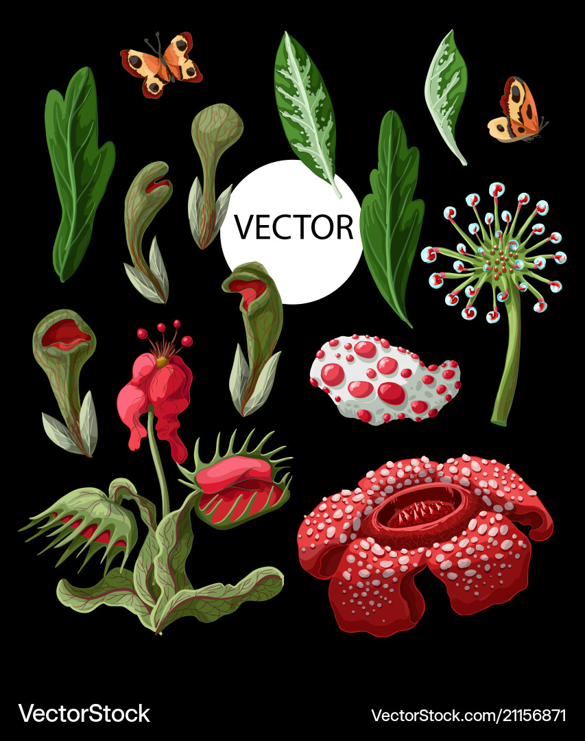 Plant predators such as venus flycatcher sundew Vector Image