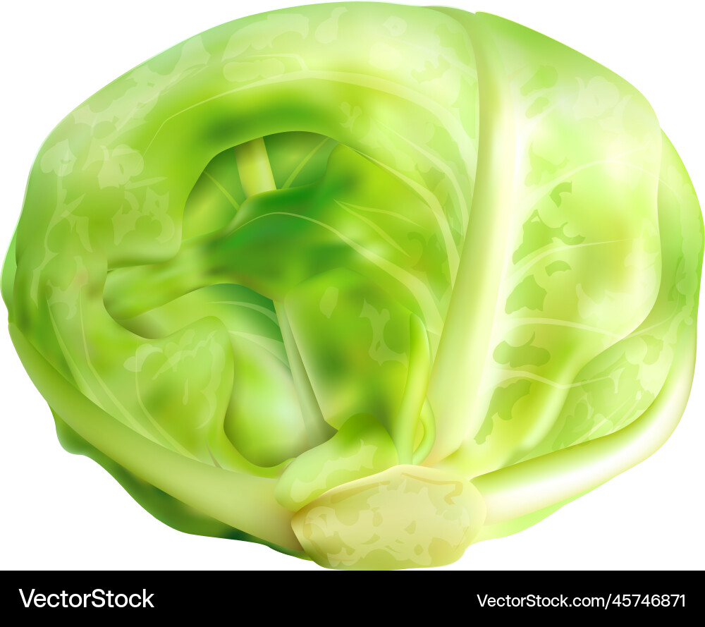 Realistic white cabbage composition Royalty Free Vector