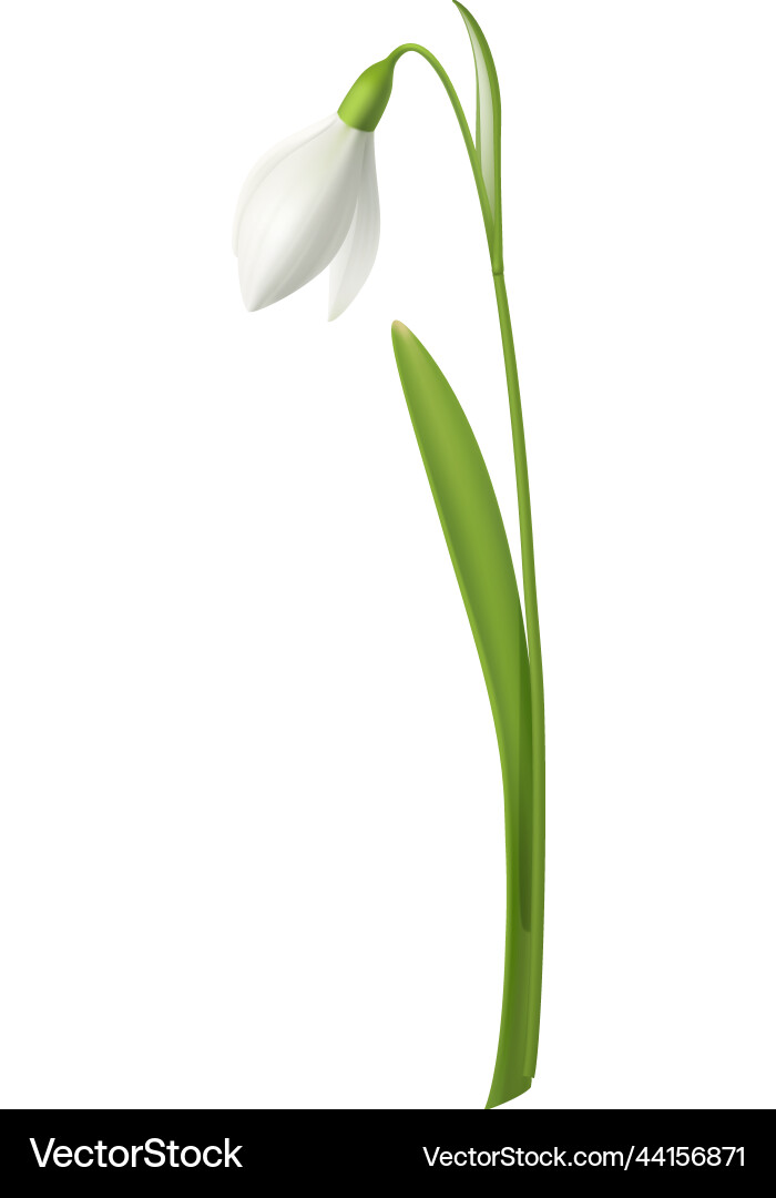 Snowdrop realistic Royalty Free Vector Image - VectorStock