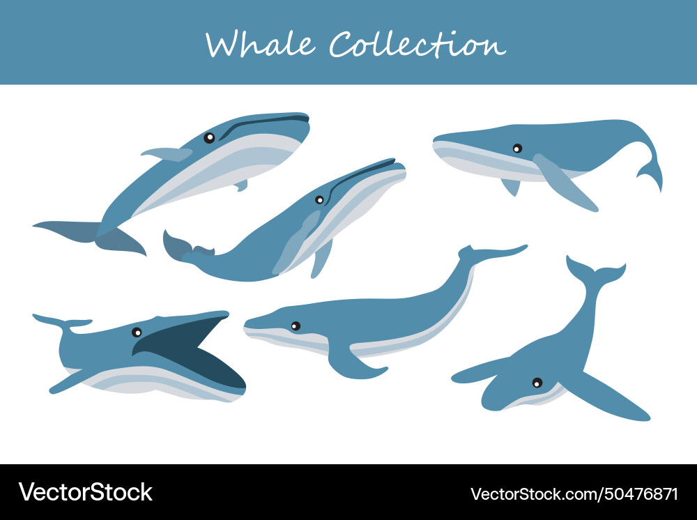Whale set Royalty Free Vector Image - VectorStock