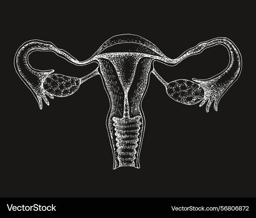 Female reproduction system anatomy Royalty Free Vector Image